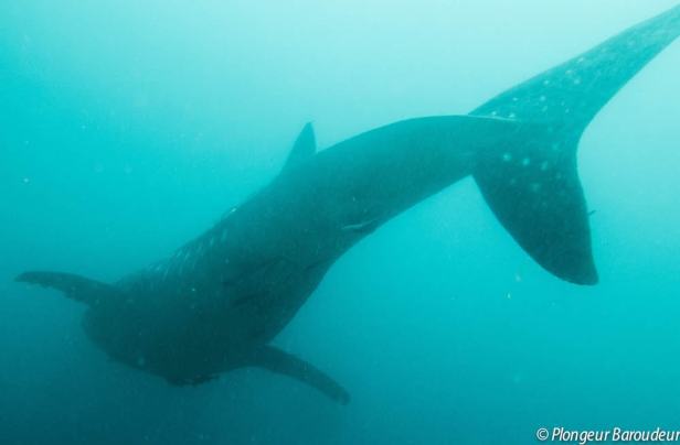 15 CHOSES A SAVOIR SUR LES REQUINS BALEINES – Plongeur baroudeur