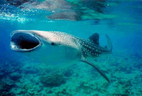 15 CHOSES A SAVOIR SUR LES REQUINS BALEINES – Plongeur baroudeur