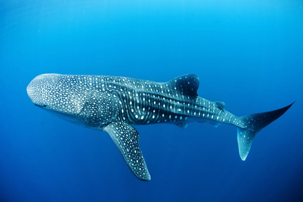 15 CHOSES A SAVOIR SUR LES REQUINS BALEINES – Plongeur baroudeur