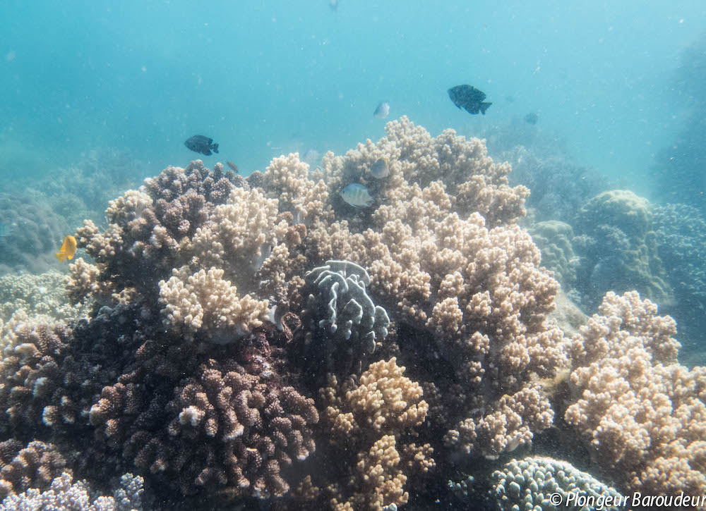 LE TRIANGLE DE CORAIL : LA PLUS GRANDE BIODIVERSTE MARINE AU MONDE ...