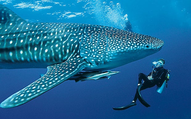AVIS PLONGEE REQUINS BALEINES A DONSOL AUX PHILIPPINES – Plongeur baroudeur
