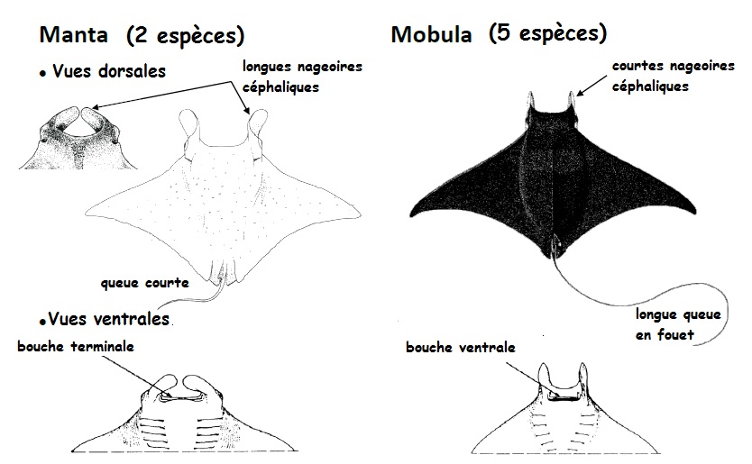 10 INFOS ESSENTIELLES SUR LES RAIES MANTAS – Plongeur baroudeur